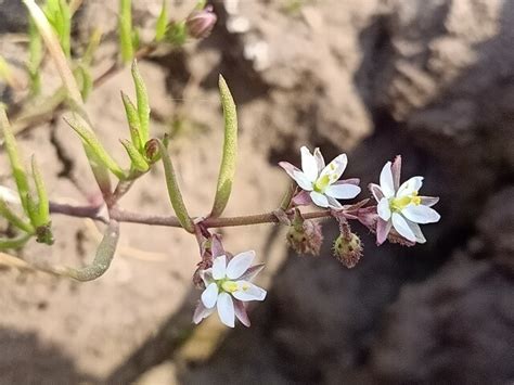 Tiny Weeds And Corn Spurry Flowers Syedastock
