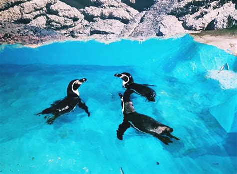 СКОПСКАТА ЗООЛОШКА ГРАДИНА ПРВПАТ СТАНА ДОМ НА ПИНГВИНИ СМАРТ СДК МК