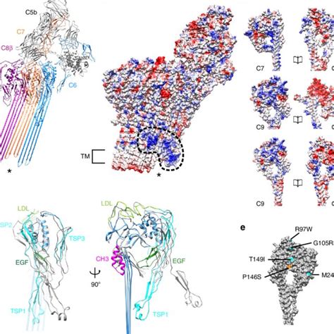Structural Transitions Of Complement Proteins Upon Mac Assembly A