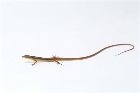 Premium Photo Asian Grass Lizard Or Long Tailed Grass Lizard Isolated