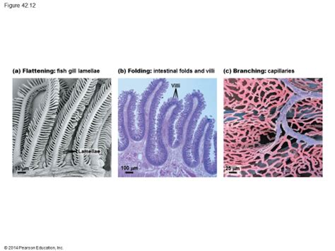 Kaarten CH Cell Structures Intro Quizlet