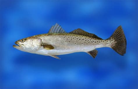 Florida Saltwater Fish Size Limits Top Game Fish List Active At The Beach