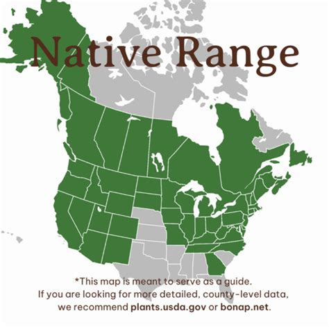 Red Elderberry Shrub For Sale Direct Native Plants