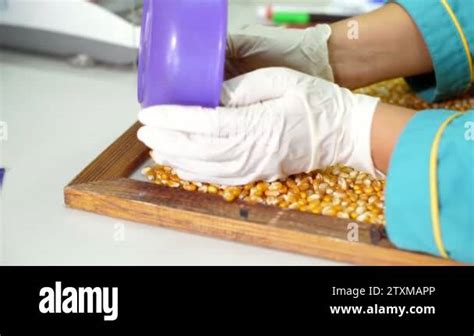 Laboratory Research Of Corn Seeds Samples Of Different Species