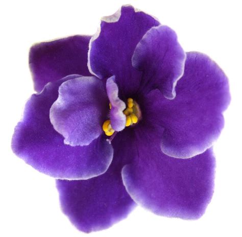 Foto Viola Viola Formato Png Oltre 82000 Foto Stock Gratuite Di Alta