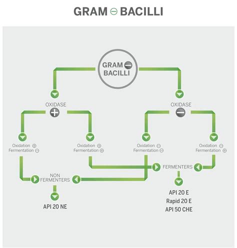 API And RAPID ID For Microbial Identification Microbe Online