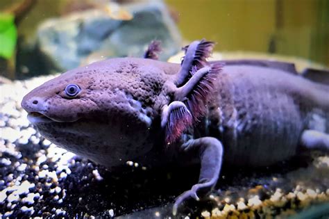 Black Axolotl Species Profile Care Guide And Pictures