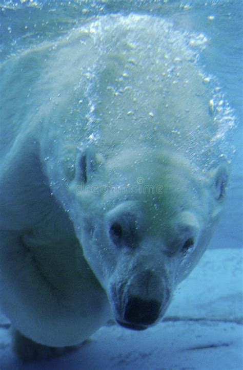 Oso Polar Cazando Su Presa En Spitzbergen Imagen De Archivo Imagen