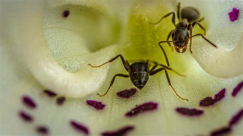 3 Bugs That Look Like Ants But They Are Not Pest Pit