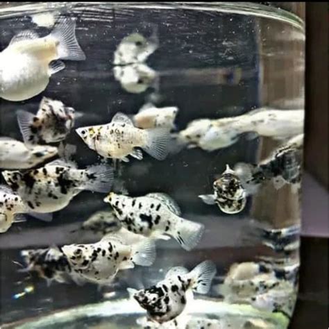 Jual Ikan Molly Marble Shopee Indonesia