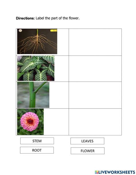 Liveworksheets Parts Of A Plant Vitali Mulawines Arip Myrna Worksheet