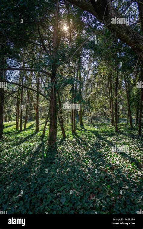 Ivy Covered Beautiful Dreamy Hi Res Stock Photography And Images Alamy