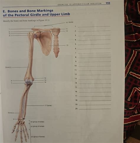 Solved Exercise 10 ﻿appendicular Skeleton 155e ﻿bones And