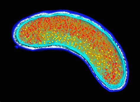 Pelagibacter Smithsonian Ocean