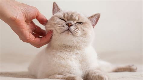 Aural Hematoma Fairgrounds Animal Hospital