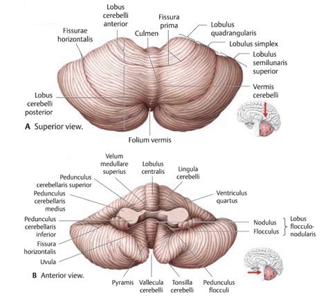 Pin Af Serenity På Neuroanat Læge
