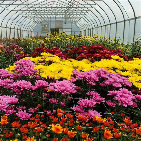 Heirloom Mum Plants Harmony Harvest Farm