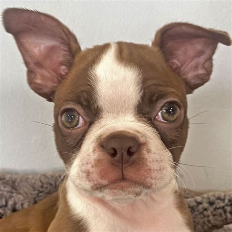 Boston Terrier Puppy For Sale Heavenly Puppies