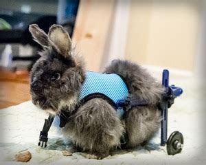 Hind Limb Paresis And Paralysis In Rabbits