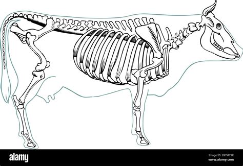Bovine Skeleton Diagram Cow Bovine Veterinary Skeletal Anatomy Chart