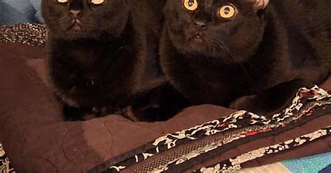 Two Little Ninjas Album On Imgur