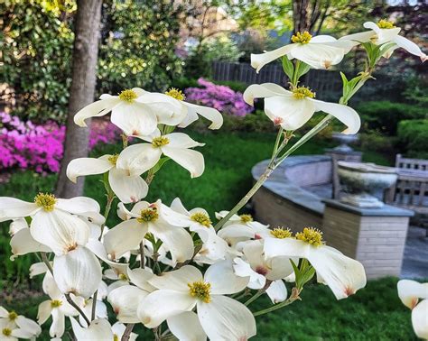 Ornamental Plant Care Maryland Heights Ladue And Clayton Landscaping