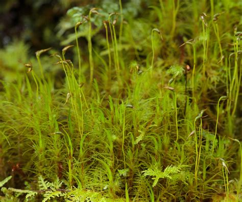 Types Of Moss 5 Evergreen Plants For Ground Cover …
