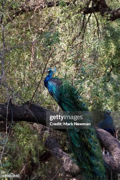 Great Peacock Photos And Premium High Res Pictures Getty Images