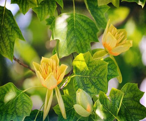 12 Of The Best Statement Trees To Bring Drama To Your Yard Homes And