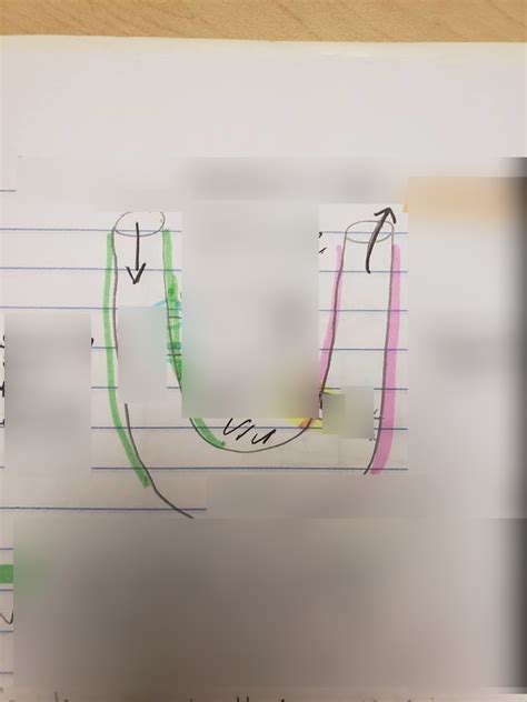 Nephron Loop Diagram Quizlet