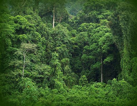 Danum Valley Conservation Area ~ Green Sabah