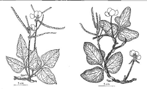 Figure 1 From Origin Taxonomy And Morphology Of Vigna Unguiculata L