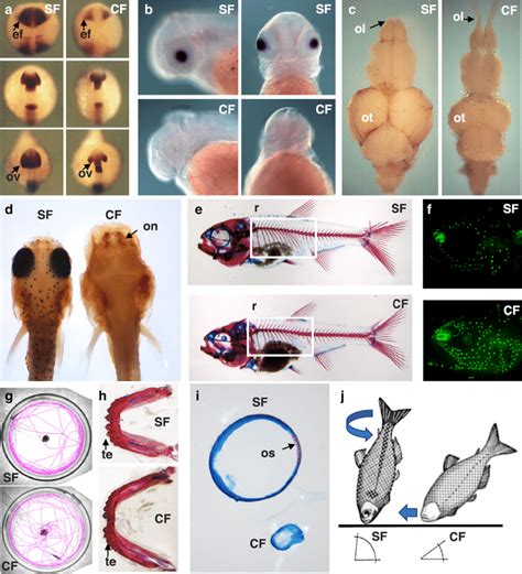 Examples Of Trait Differences Between Surface Fish Sf And Cavefish