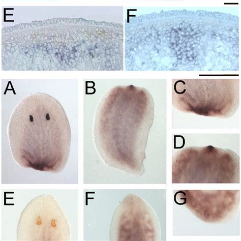 expression pattern of hsp genes in d japonica a d whole mount in
