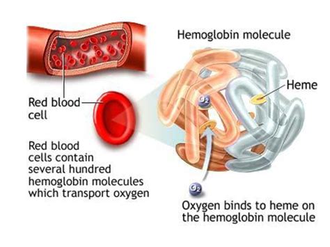 Sintesi E Degradazione Delleme Ppt Scaricare