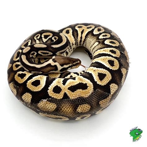 Pastel Phantom Ball Python Hatchling Strictly Reptiles Inc