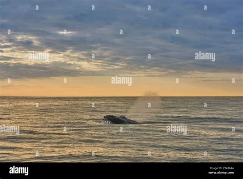 Humpback whale (Megaptera novaeangliae), Skjálfandi Bay, Húsavík ...