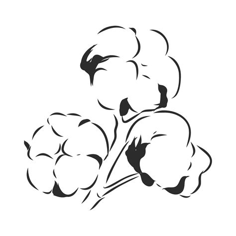 Cotton Vector Sketch 17050746 Vector Art At Vecteezy