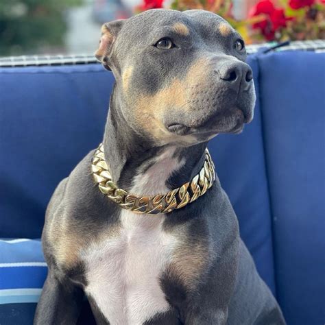The Cuban Gold Dog Collar Cuban Link Luxury Premium Big Dog Chains
