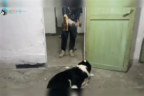 家里的腊肉频频失窃，偷拍边牧和二哈，看看谁是作案者？