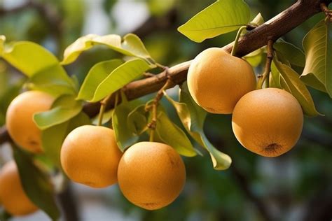 나무 가지에 노란색 사과 과일 숙성 가을 건강 계절 배경 일러스트 및 사진 무료 다운로드 Pngtree