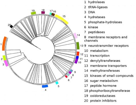 Functional Tree Representation The Tree Is Divided Into 93 Groups The