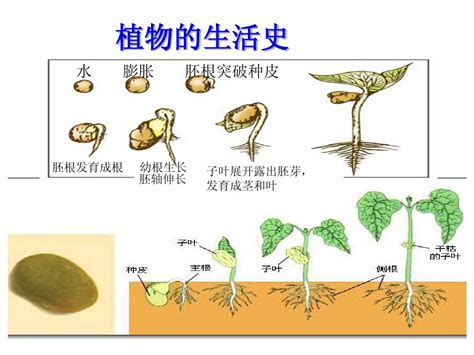 冀教版八年级上《种子萌发的过程》课件 Word文档在线阅读与下载 无忧文档