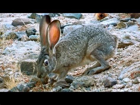 Jackrabbit In Desert