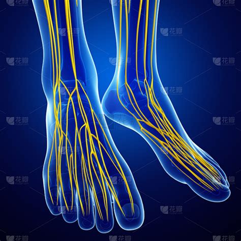 人类中枢神经系统的图稿