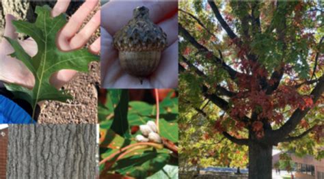 Woody Plants Lab Walk Exam 3 Flashcards Quizlet
