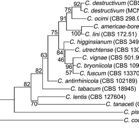 Phylogenetic Tree Constructed From The Multiple Alignment Of Its Download Scientific Diagram