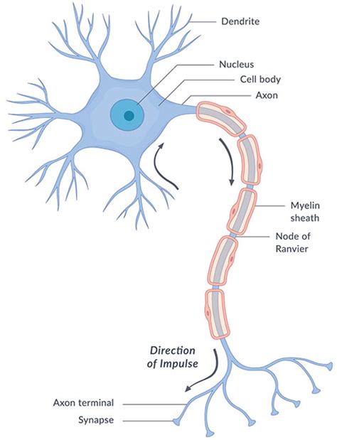 Labelled Diagram Of A Nerve Cell Neuron Labelled Nerve Membr