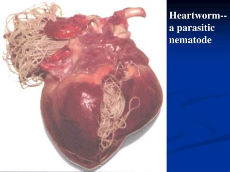 Ppt Worm Phyla Platyhelminthes Flatworms Acoelomates Nematoda Roundworms