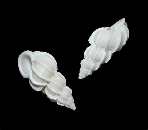 Seashells Of North Carolina Coastwatch